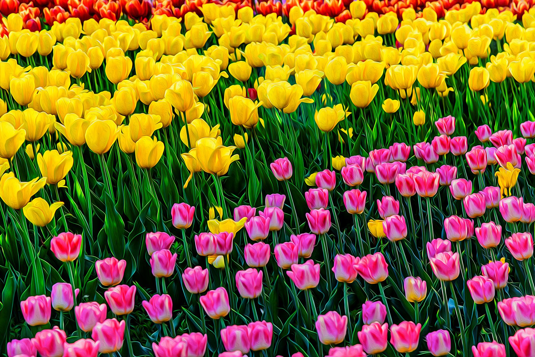 郁金香_ychsth-站酷ZCOOL