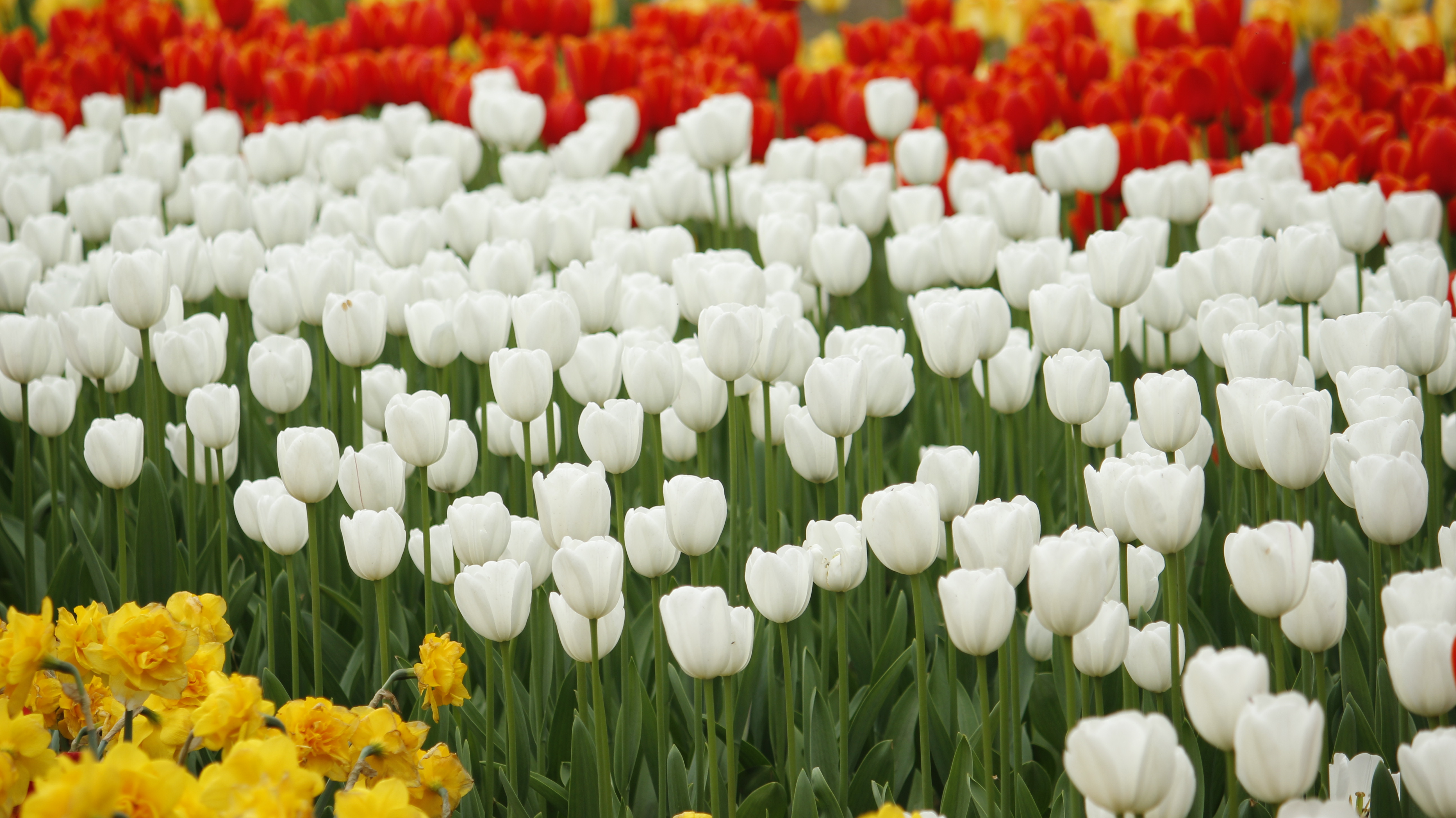 郁金香花海_杪鹤-站酷ZCOOL