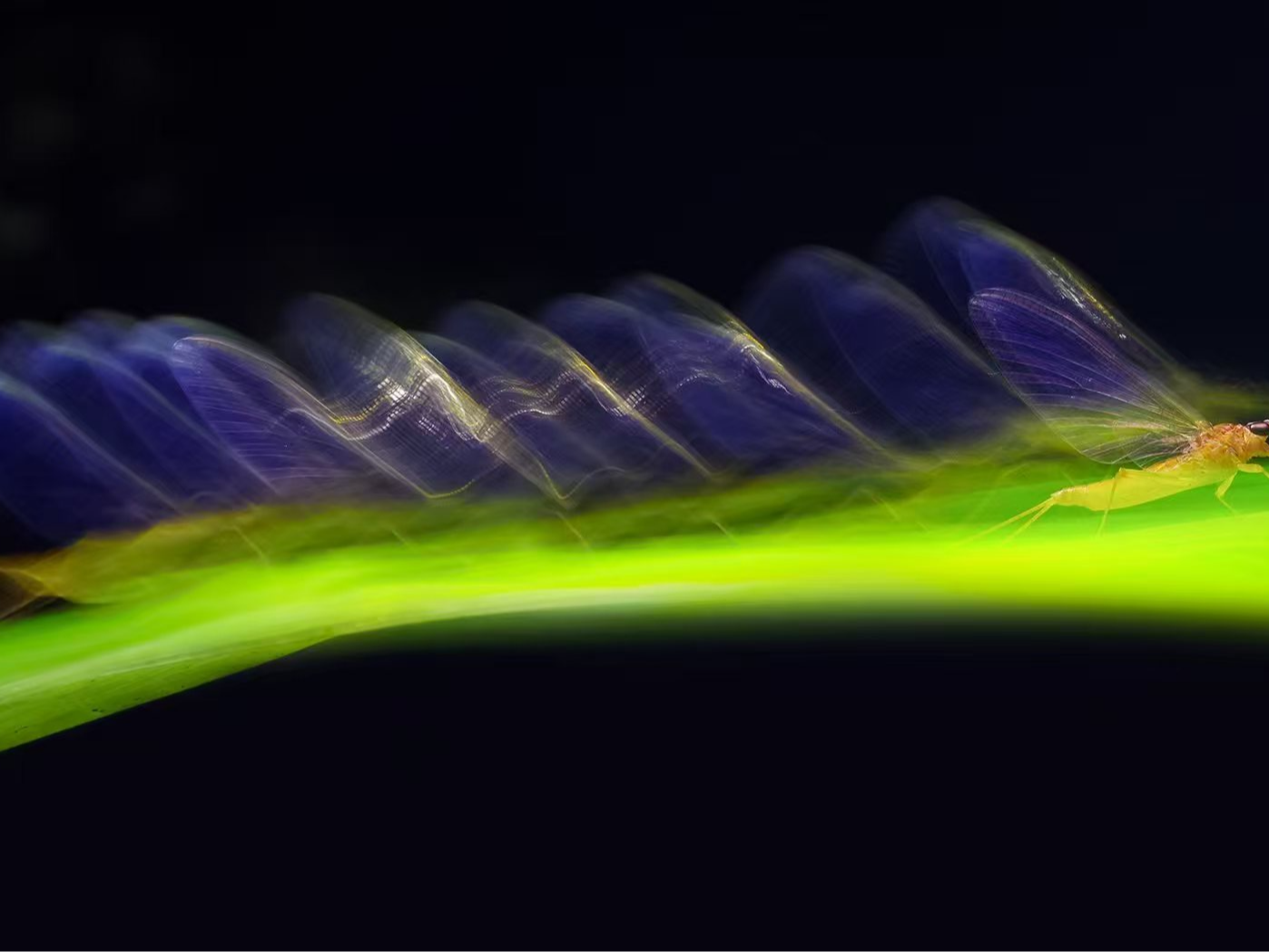 缘于自然生态微距拍摄_瓜哥微距摄影-站酷ZCOOL