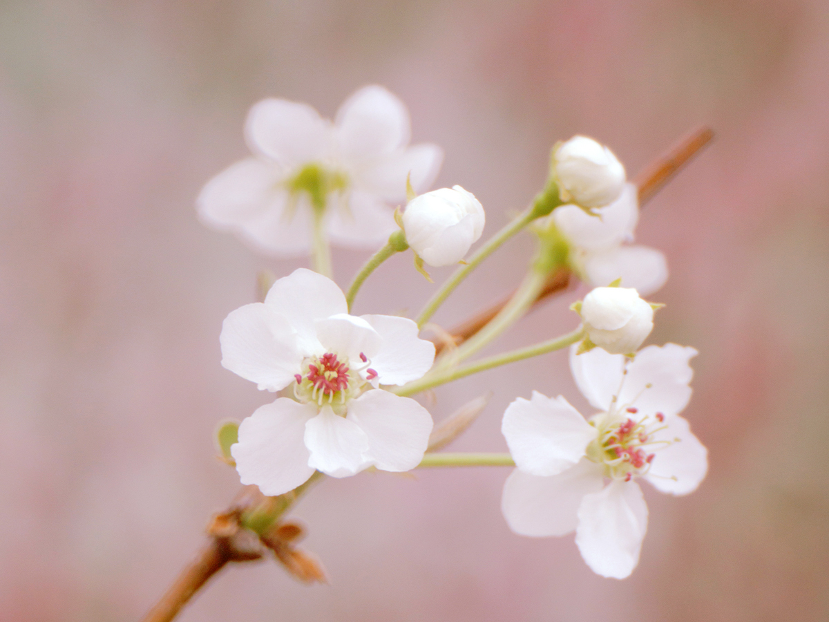 鸭梨花儿开（二）_pear1103-站酷ZCOOL