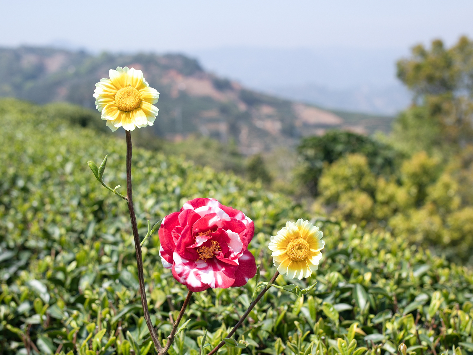 春意正浓，清明思亲_钟进铃-站酷ZCOOL