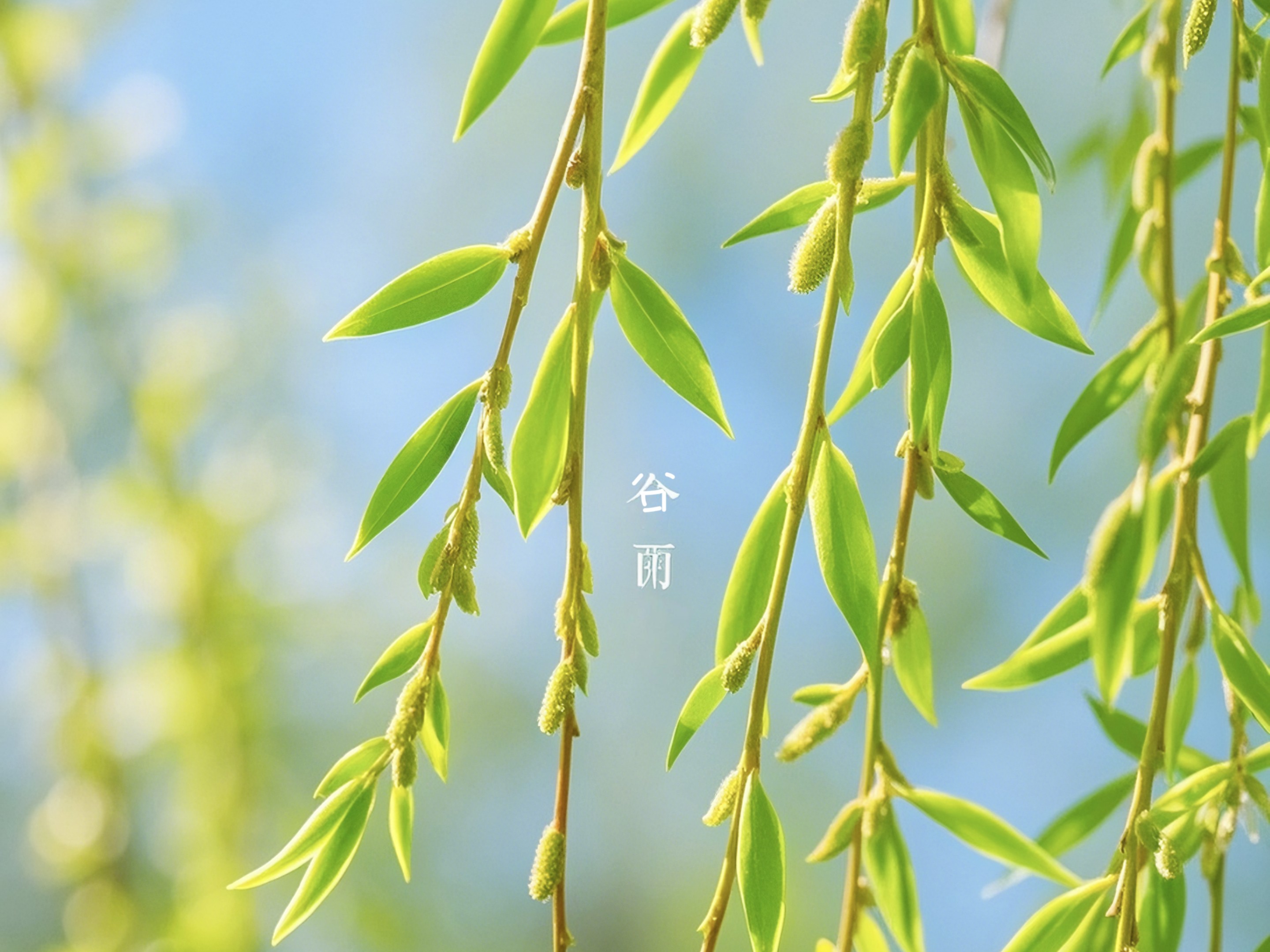 谷雨轻吻柳枝，晕开一帘春梦_晓扬摄影-站酷ZCOOL