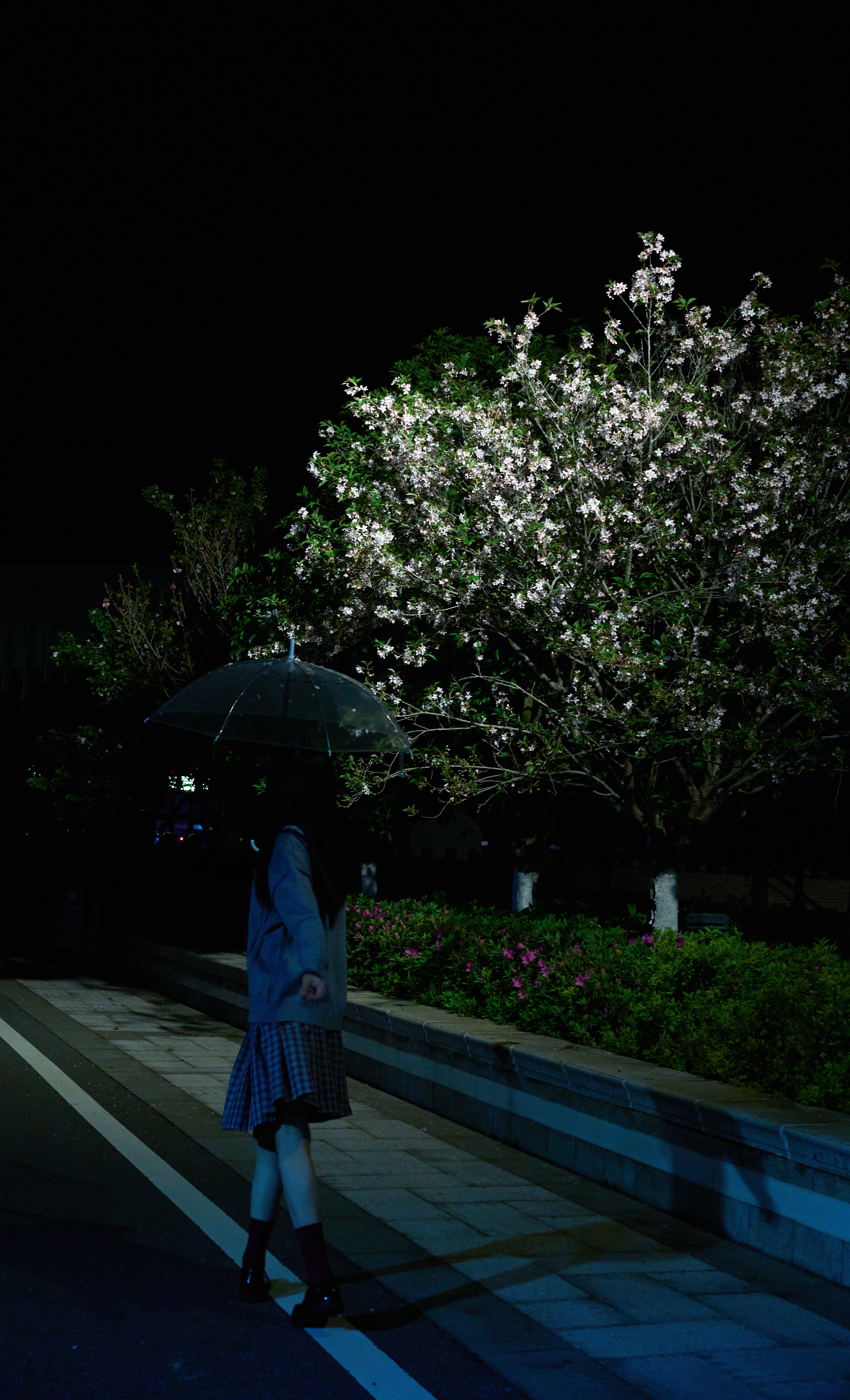 晚樱Spring_洛希welcome-站酷ZCOOL