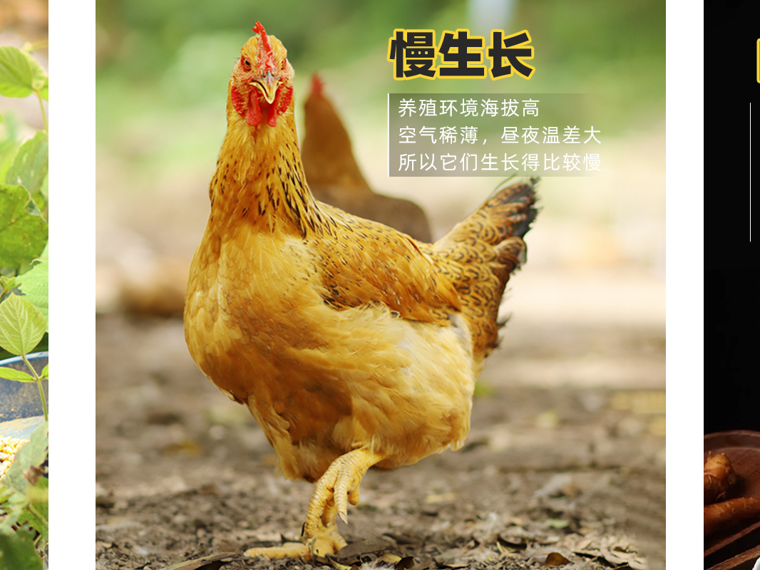 阳山鸡主图详情页设计_jianjianyoyo-站酷ZCOOL