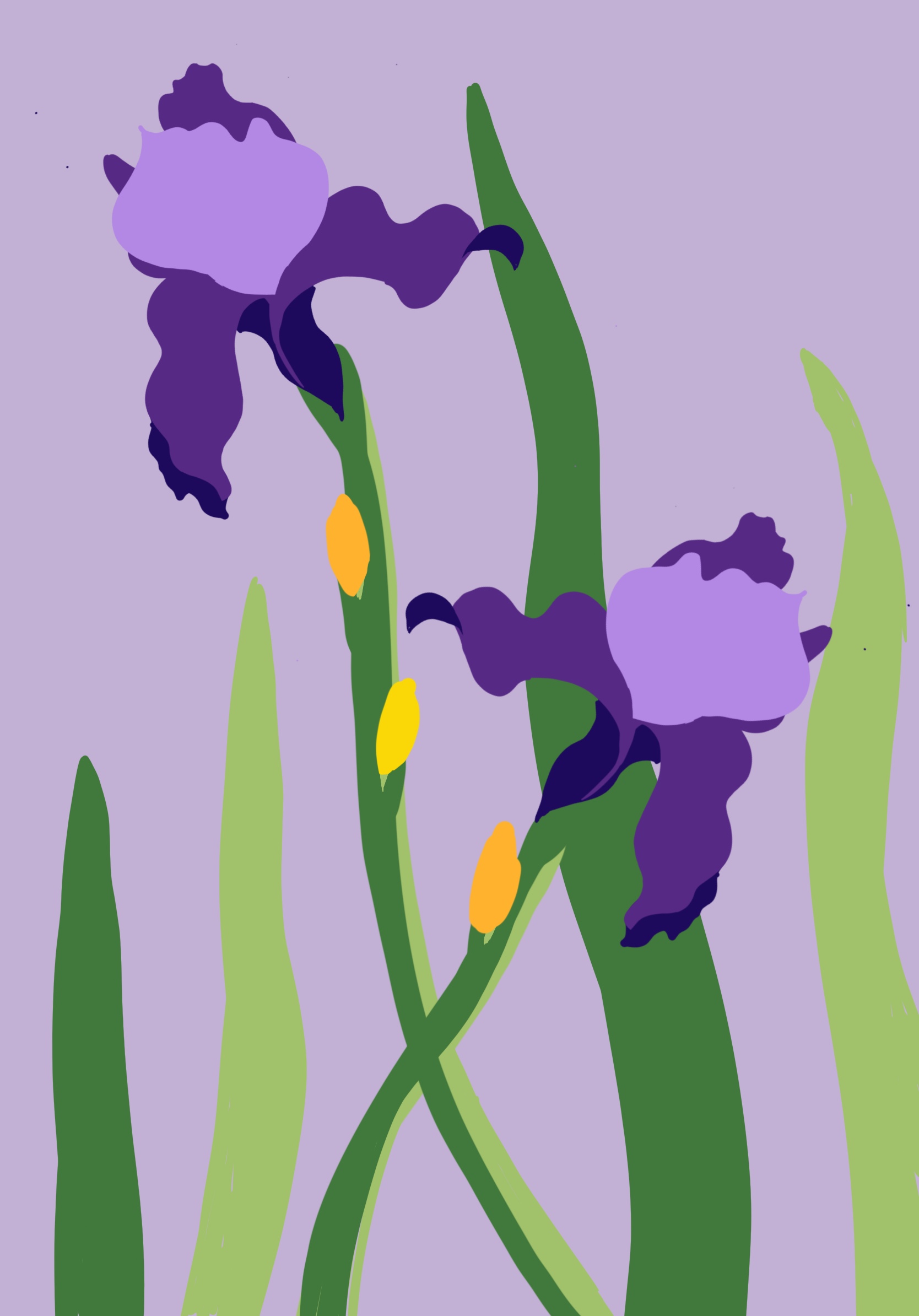 鸢尾_mi糖不甜-站酷ZCOOL