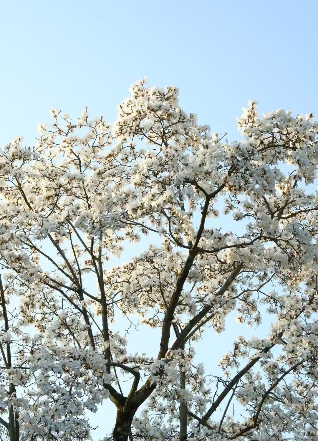 花_liss2054089252-站酷ZCOOL