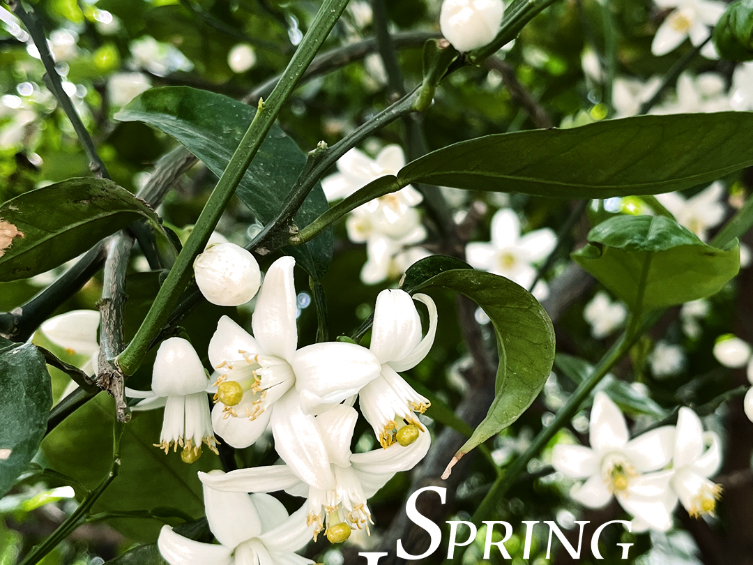 花开富贵_逆风飞扬126-站酷ZCOOL