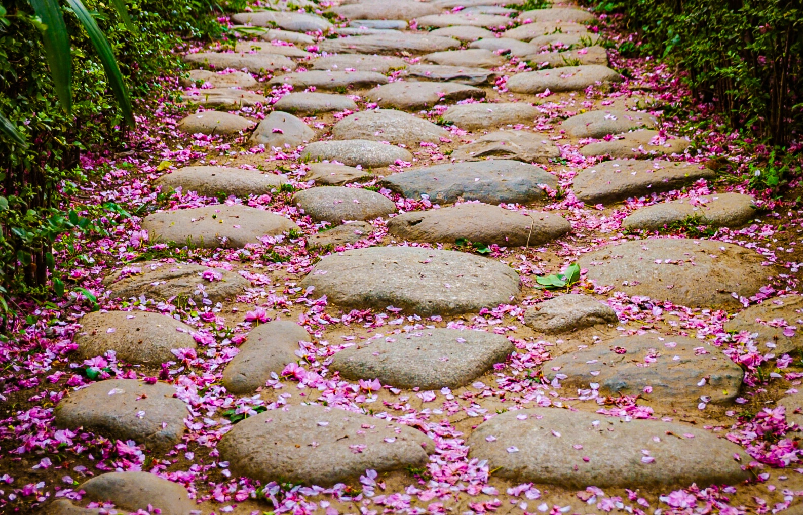 粉红色开花植物的高角度视图_笑看那朵云-站酷ZCOOL