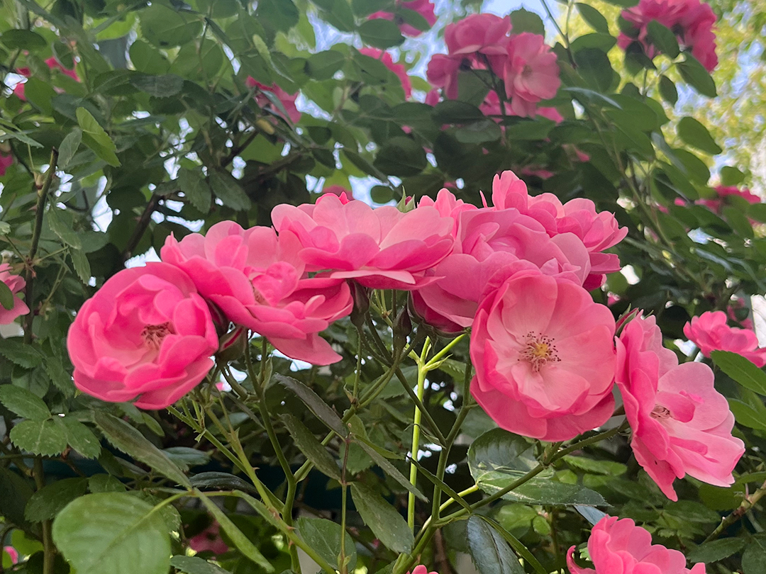 繁花四月天_逆风飞扬126-站酷ZCOOL