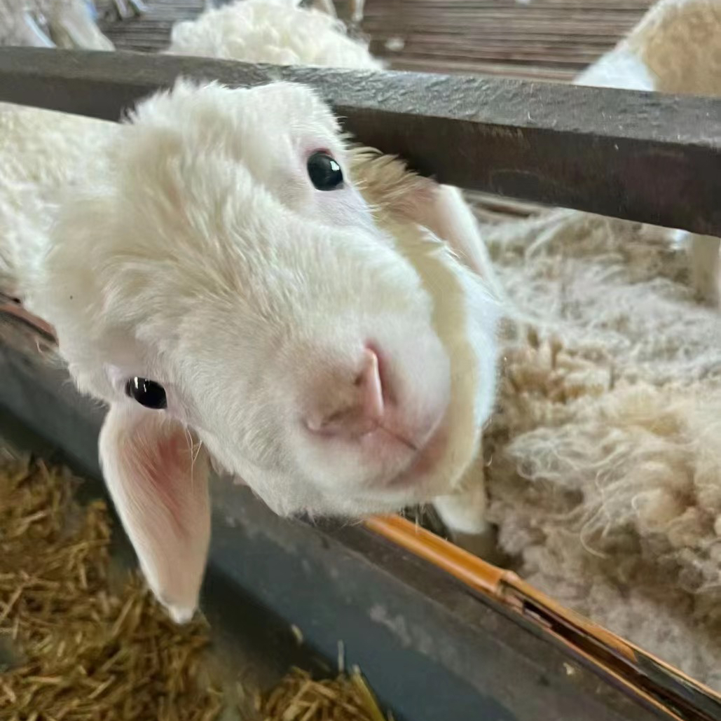 插画师左左创作者主页_其他设计爱好者-站酷ZCOOL