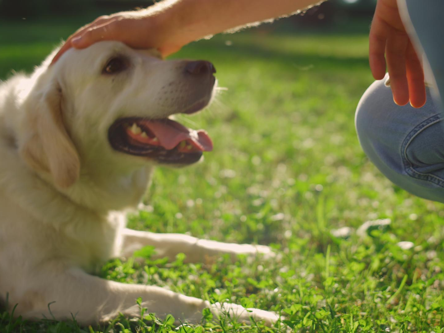福特F150皮卡车后排狗垫视频_x紫红-站酷ZCOOL