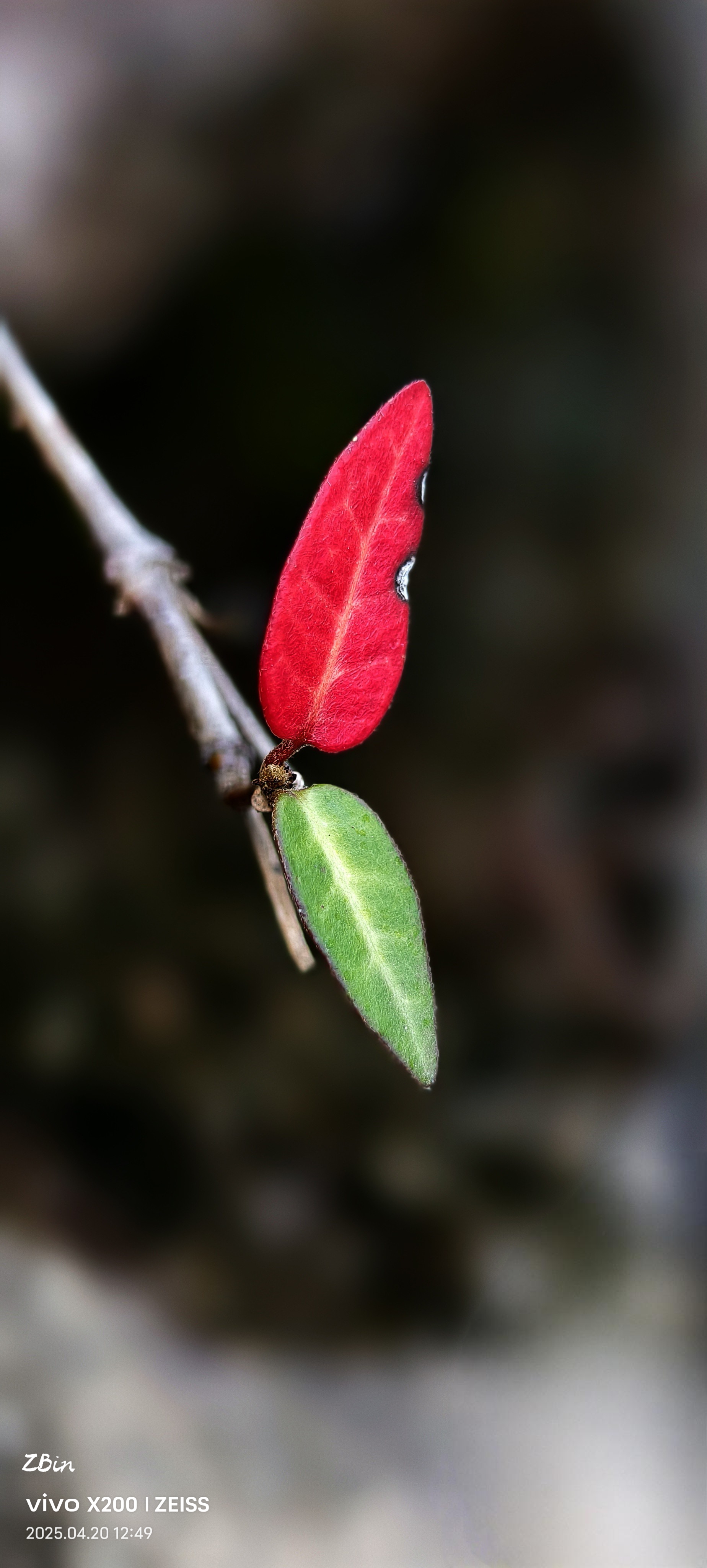 络石_ZBin2009-站酷ZCOOL