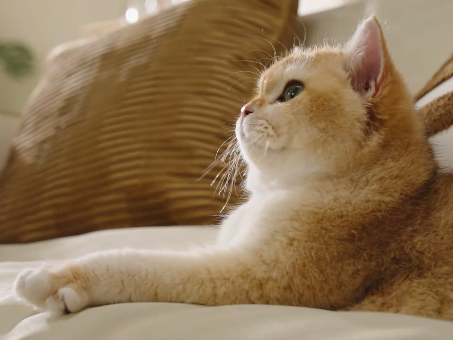 FANCY制作 I 米家宠物饮水机案例_番喜视觉-站酷ZCOOL