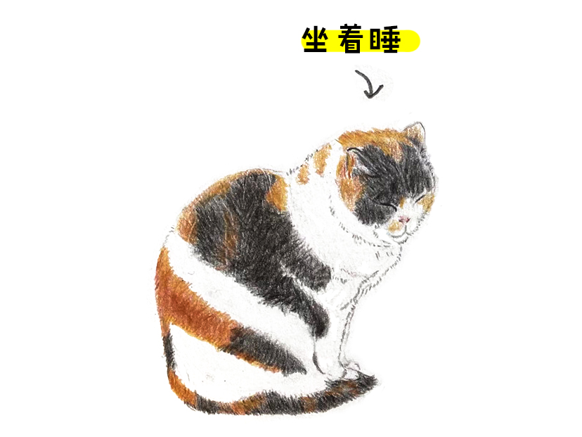 睡神“猫普诺斯”_aimeehong2012-站酷ZCOOL