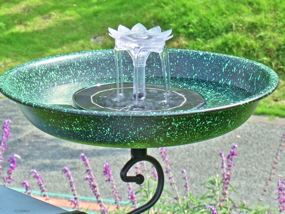 亚马逊主图视频-鸟饮水器_Z519080858-站酷ZCOOL