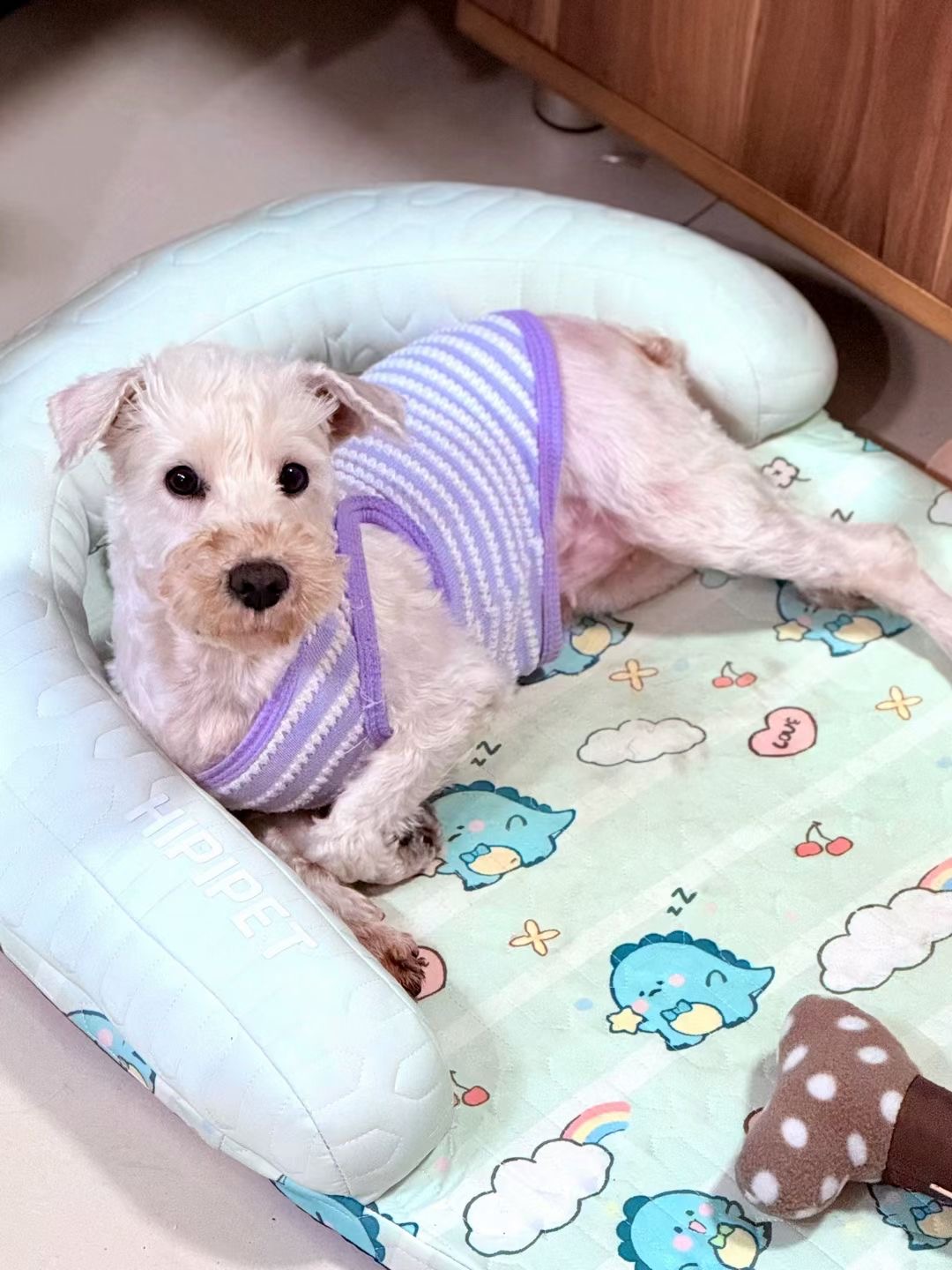 雪纳瑞 ipad绘画_HitNRun_小汤圆-站酷ZCOOL