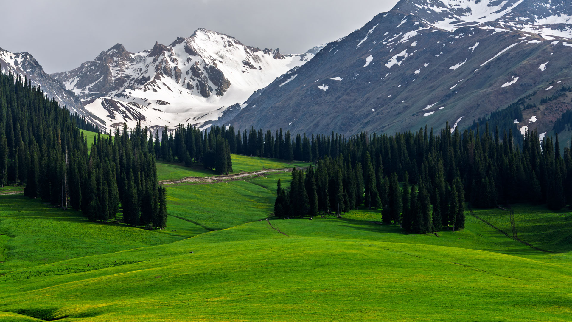 新疆伊犁那拉提空中草原初夏风光_陈喆风光摄影-站酷ZCOOL