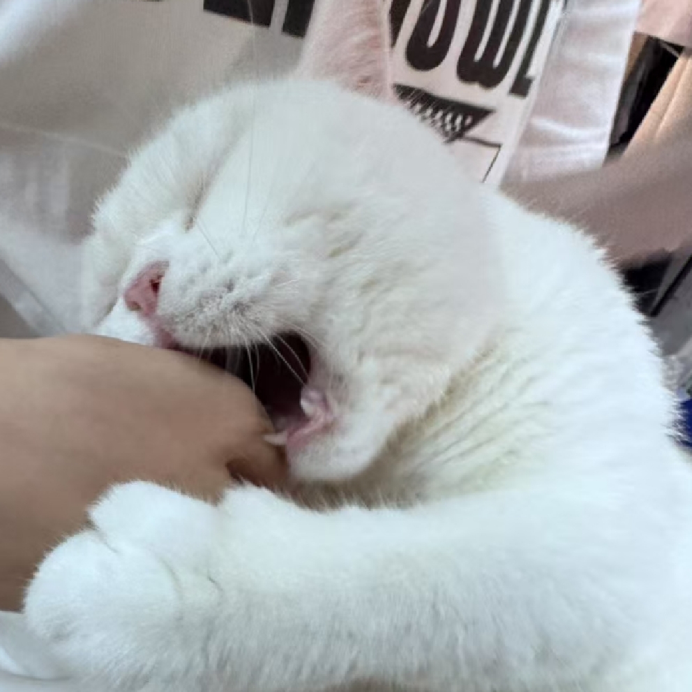 珍珠鸟创作者主页_武汉学生-站酷ZCOOL