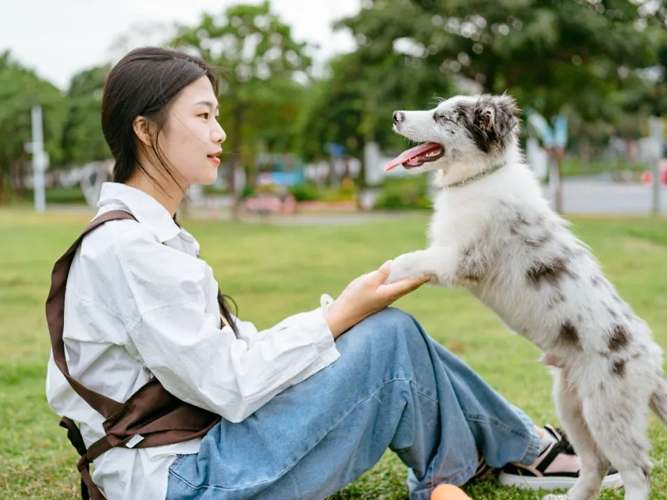 一文了解「亲邻·萌宠知己」这个社区宠物NO.1品牌_亲邻萌宠知己-站酷ZCOOL