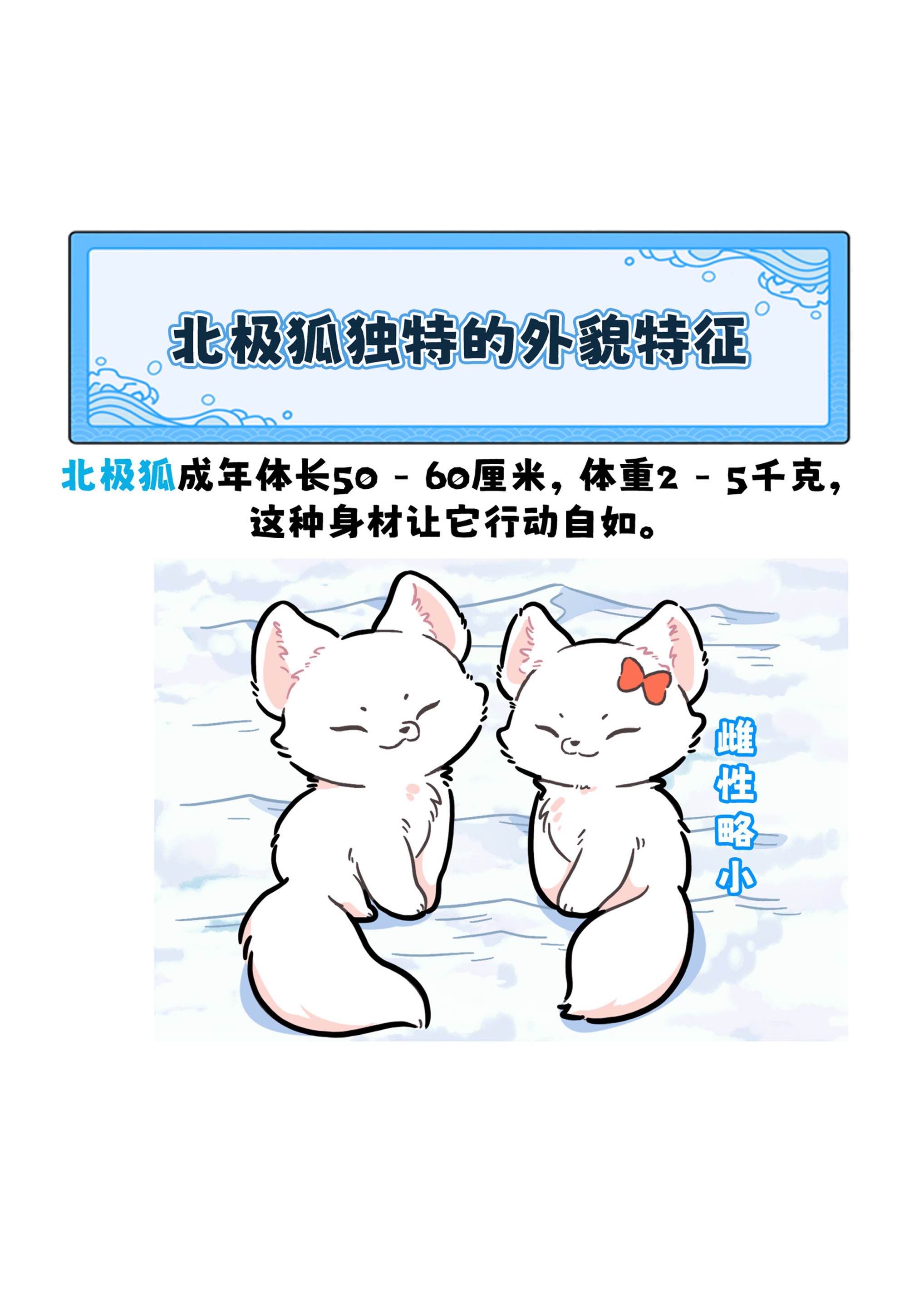 北极狐独特的外貌特征﻿﻿_巴蒂Buddy-站酷ZCOOL