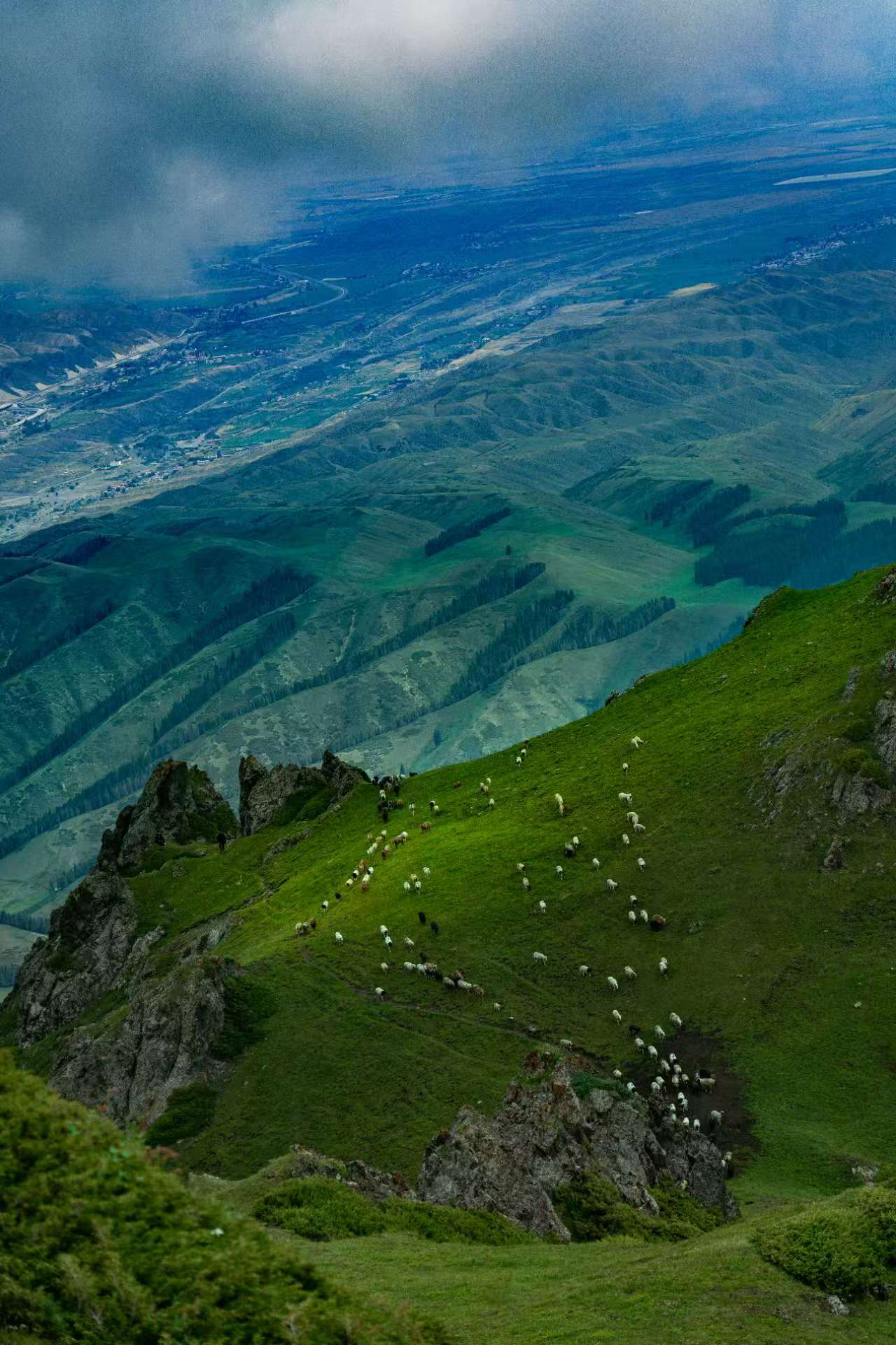 缥缈峰中雪莲盛开_生生生生姜-站酷ZCOOL