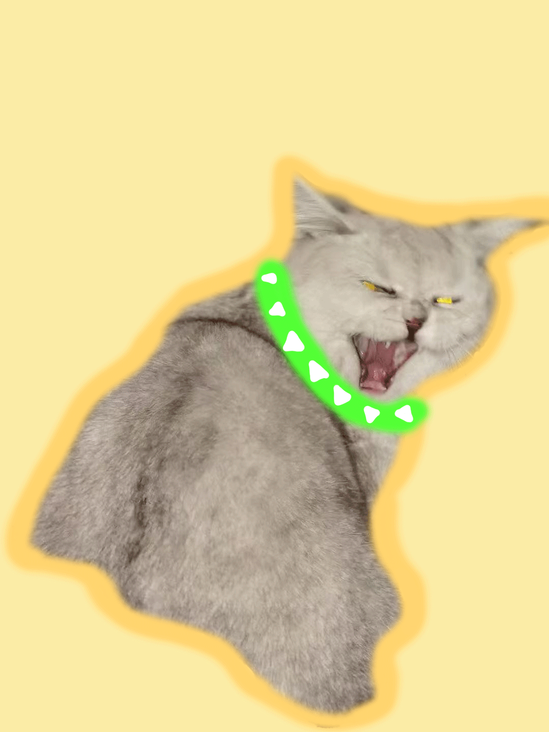 GIF-of my cat_Kitty_ni-站酷ZCOOL