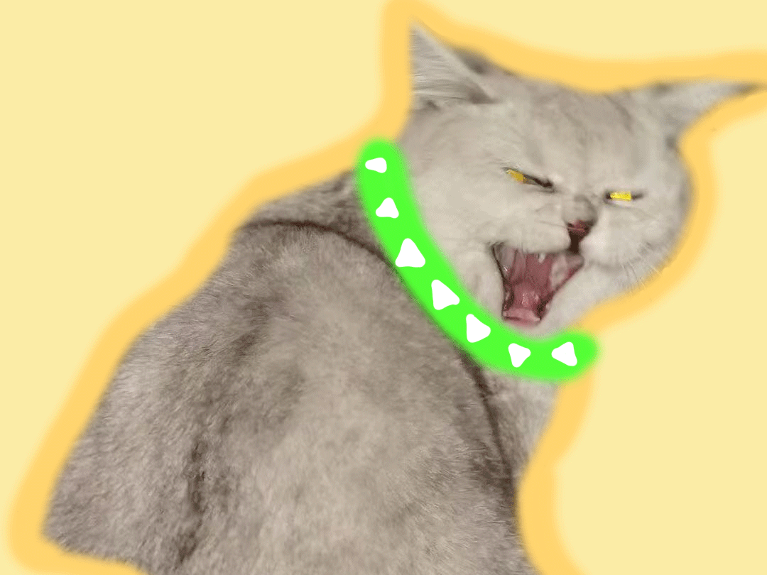 GIF-of my cat_Kitty_ni-站酷ZCOOL